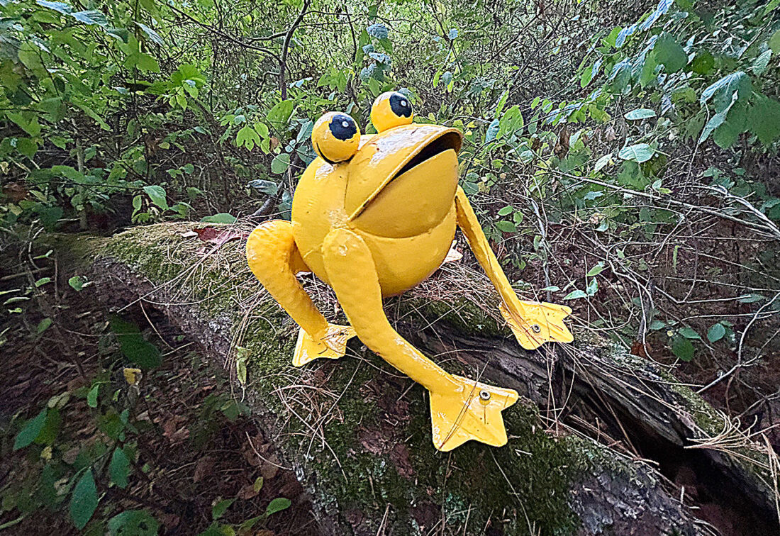 Picture This: Activate the croaking device | News, Sports, Jobs - News ...
